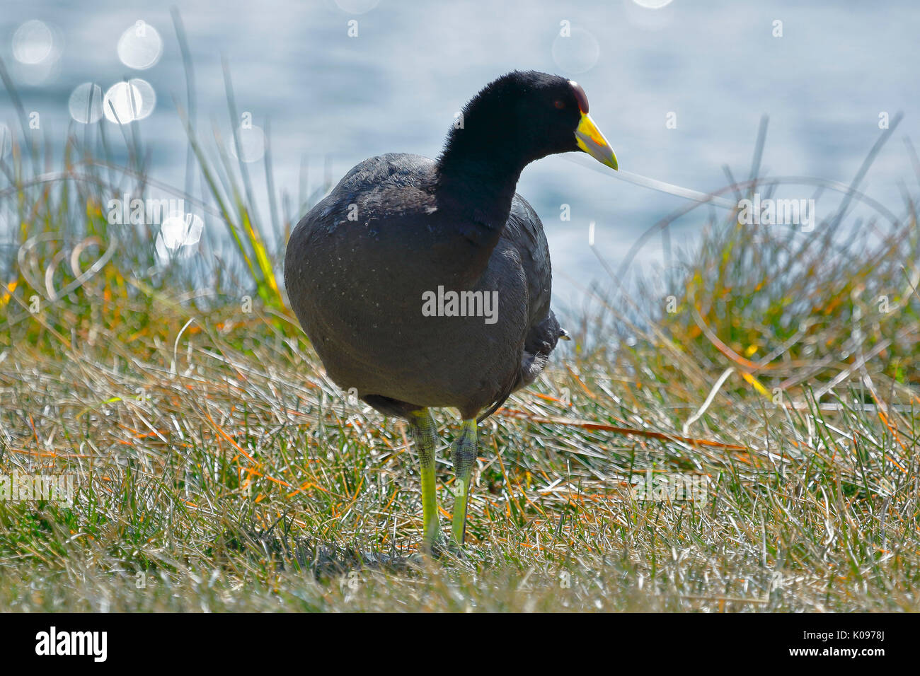 andean coot (Fulica ardesiaca Stock Photo - Alamy