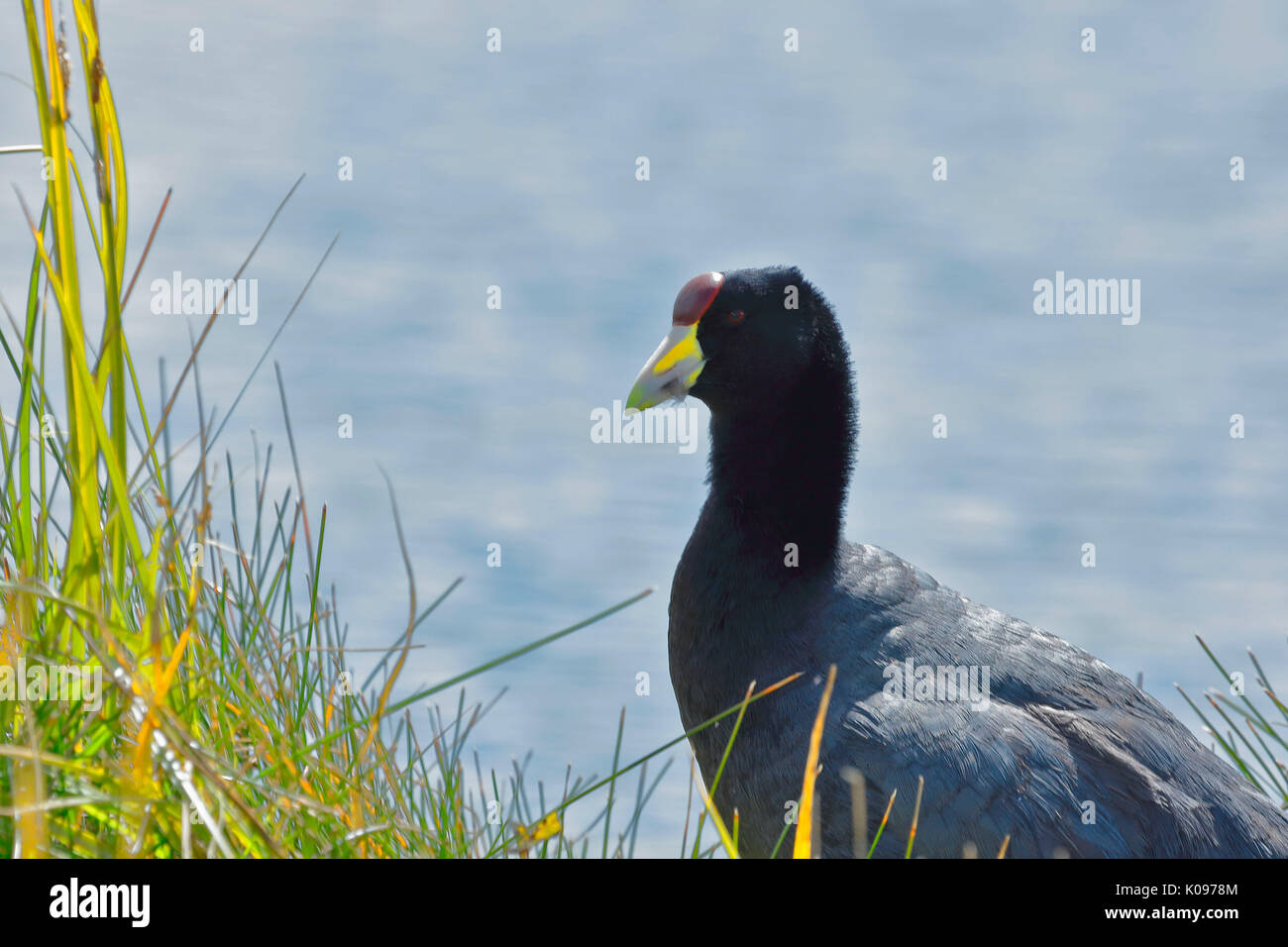 Fulica ardesiaca hi-res stock photography and images - Alamy