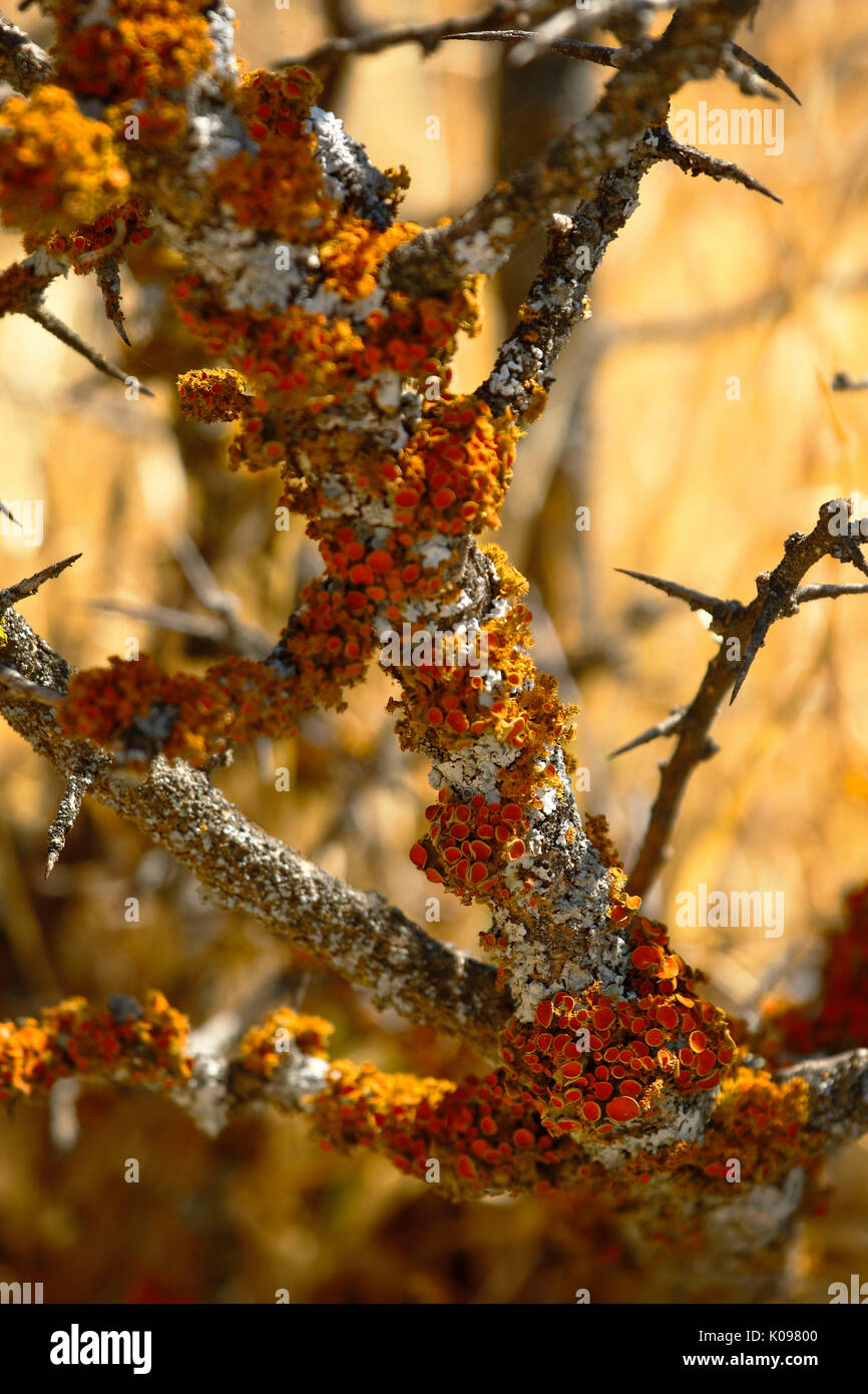 Lichens on branches Stock Photo - Alamy