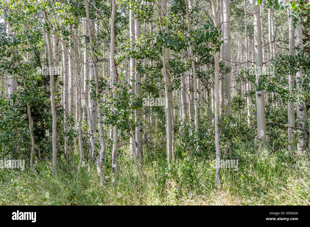 Aspen stands hi-res stock photography and images - Alamy