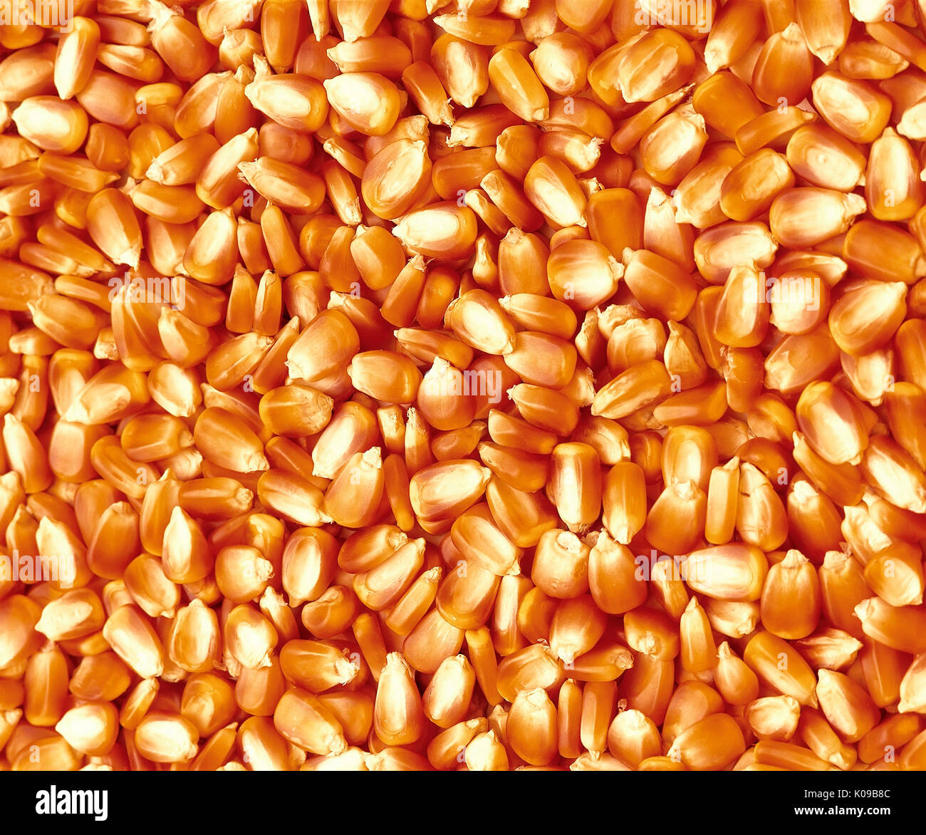 Detail of several grains of corn with their colors and shapes Stock ...