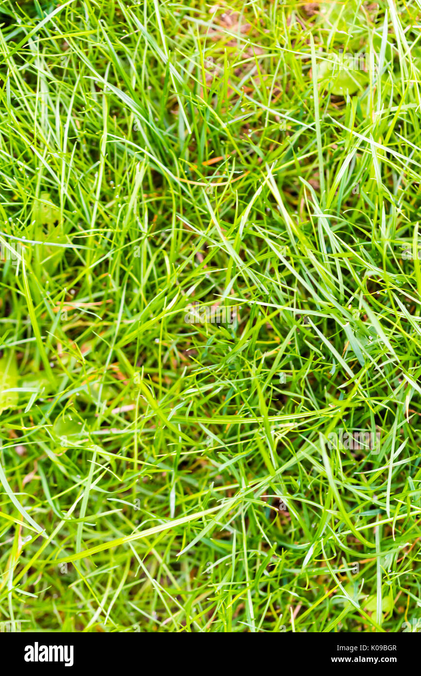 Closeup of green fresh grass, beautiful color. Visible individual ...