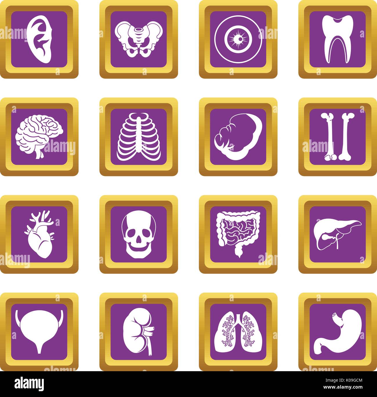 Human organs icons set purple Stock Vector Image & Art - Alamy