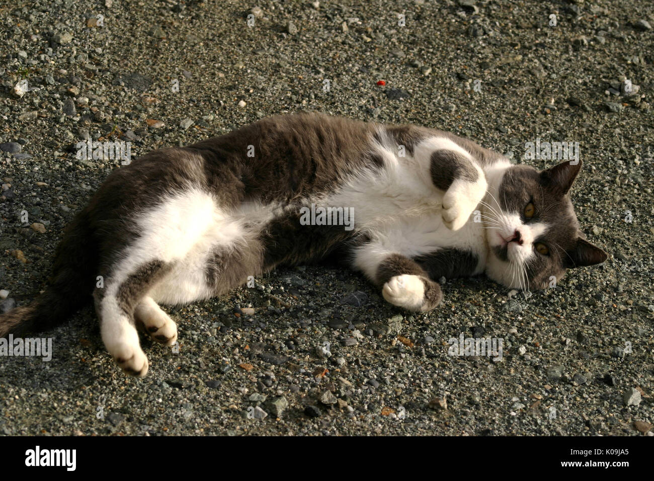 Cat asking for attention Stock Photo - Alamy