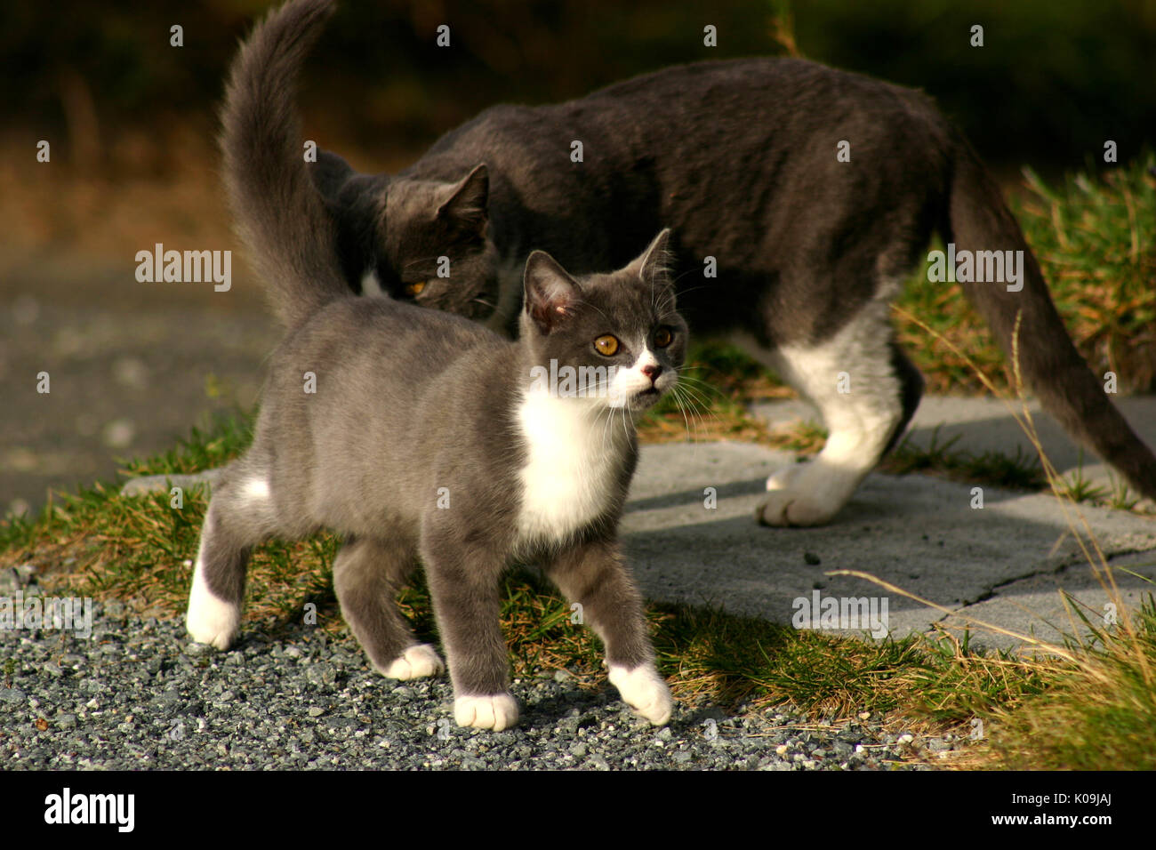 Sweet little kitty cat Stock Photo - Alamy