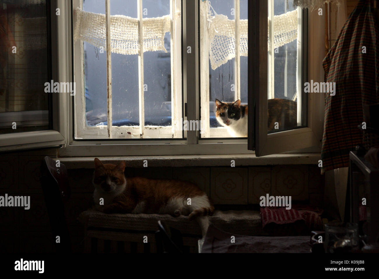 Cats by open window Stock Photo - Alamy