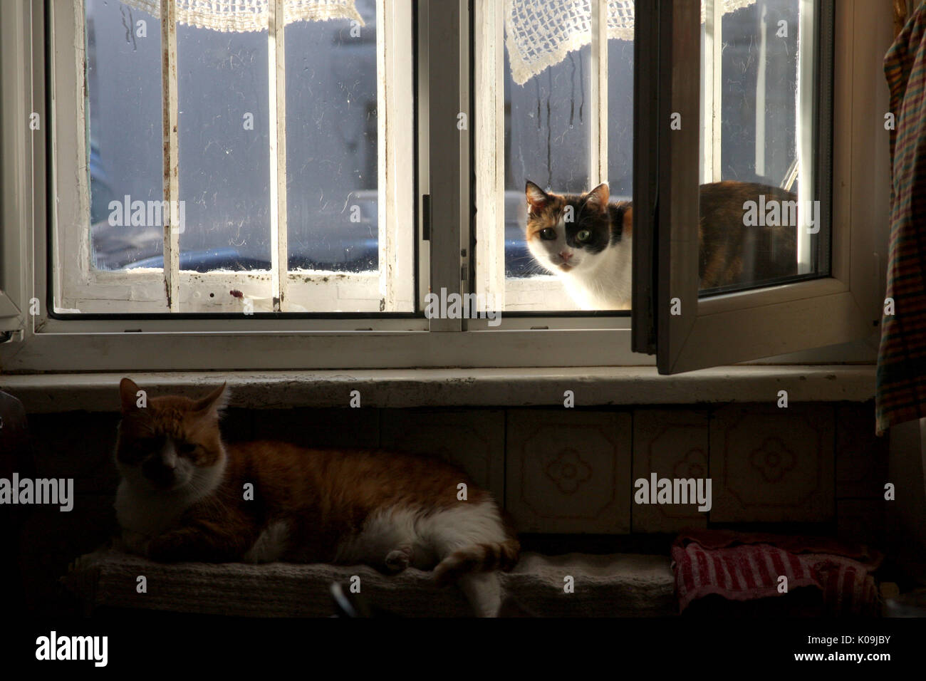 Cats by open window Stock Photo - Alamy