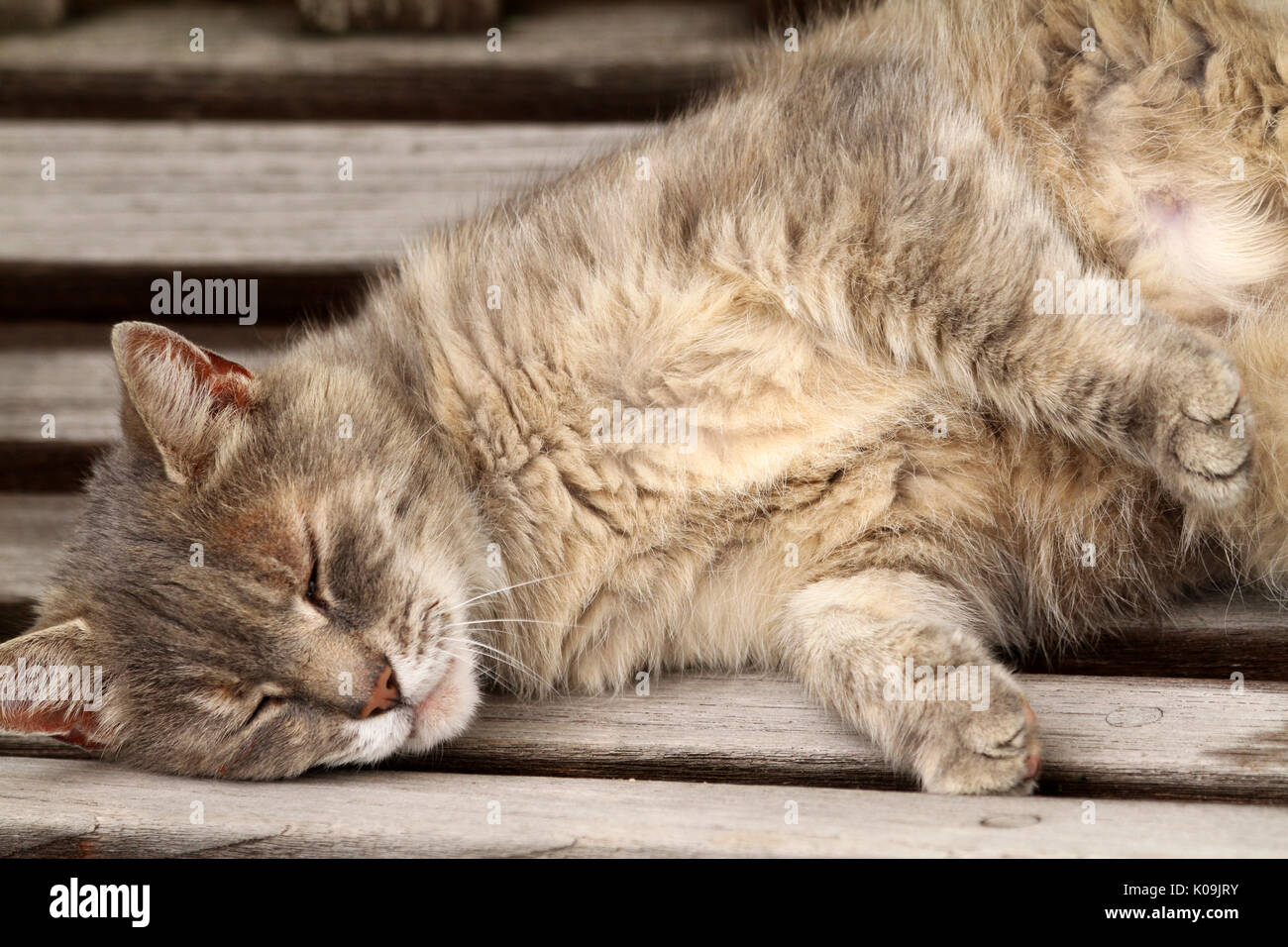 Cat animal feline pet hi-res stock photography and images - Alamy