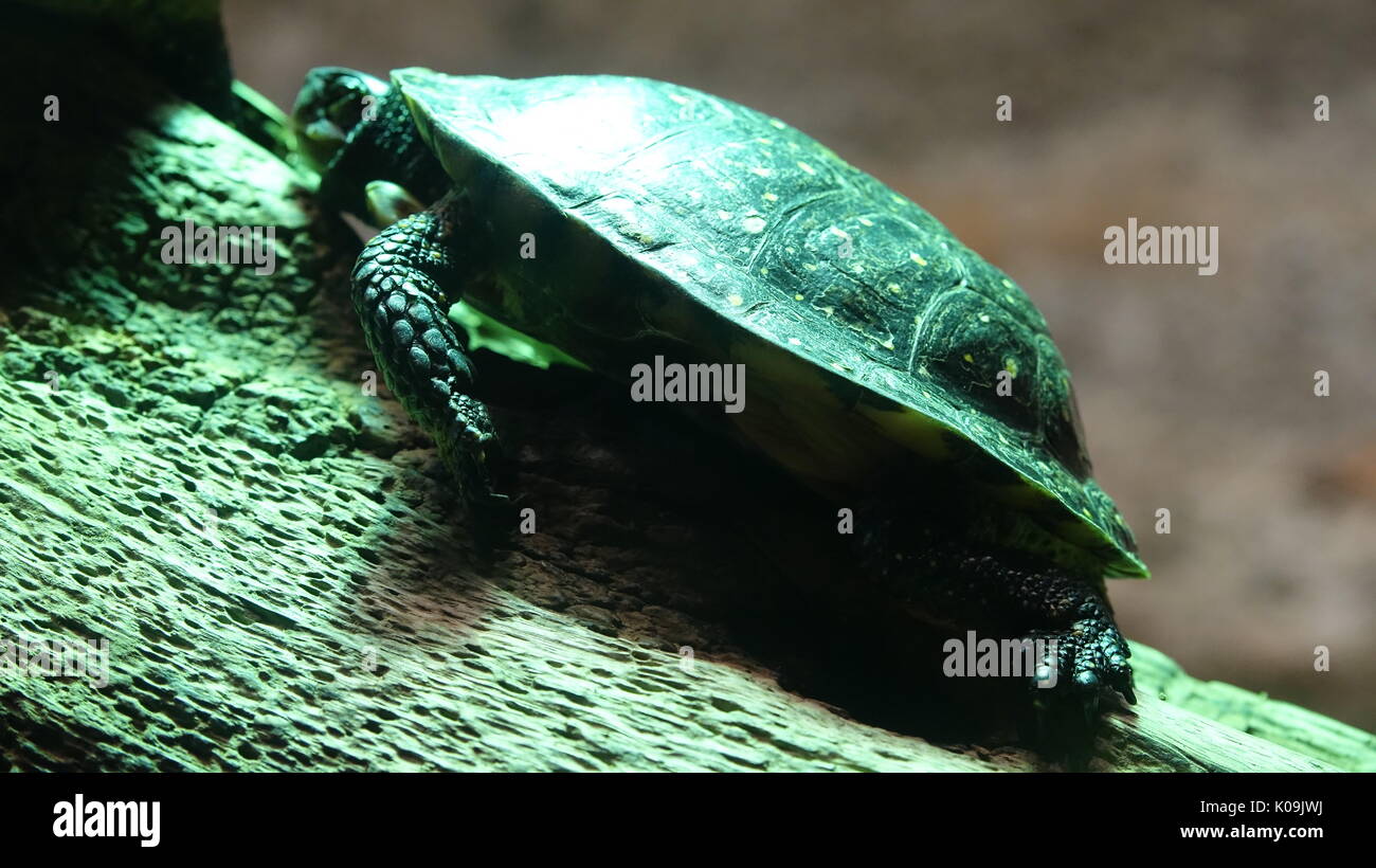 Turtle on log hi-res stock photography and images - Alamy