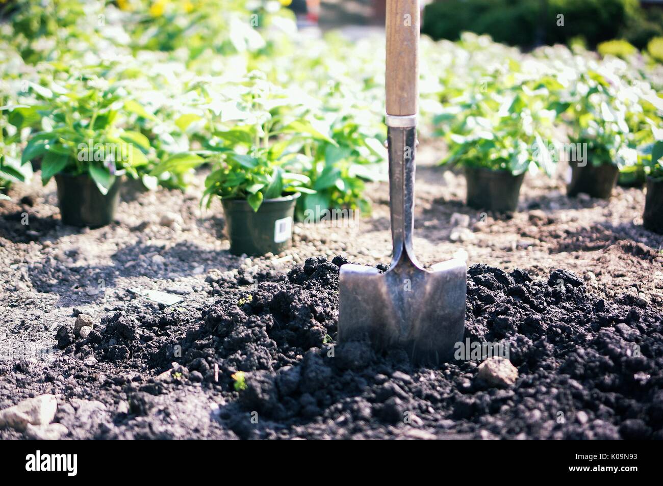 Plants getting planted at Johns Hopkins University, 2015. Courtesy Eric ...