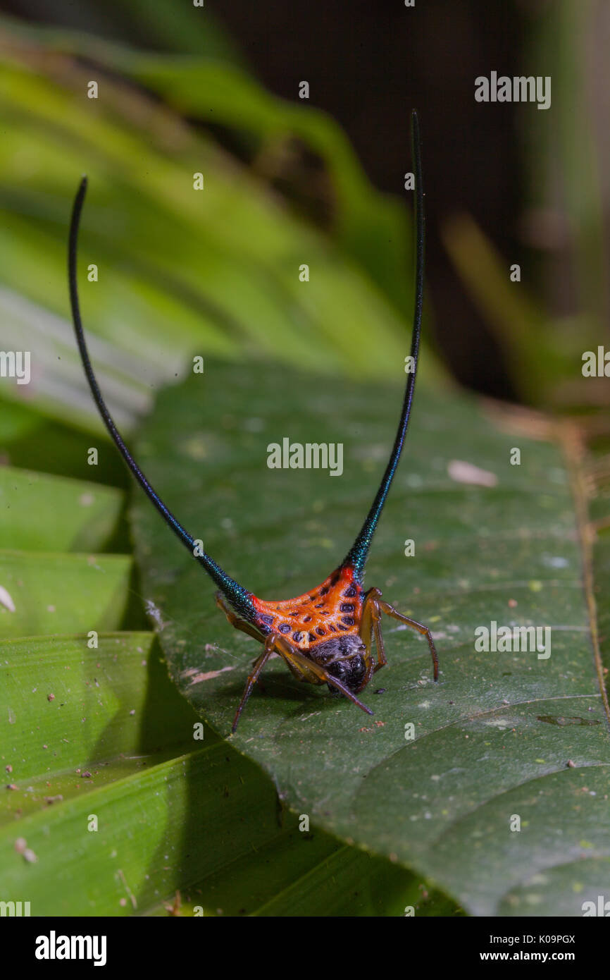 beautiful spider long horn Orb weaver on the leaf. Macracantha arcuata ...