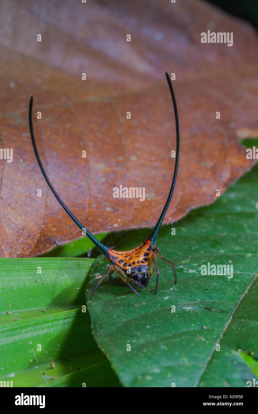 beautiful spider long horn Orb weaver on the leaf. Macracantha arcuata ...