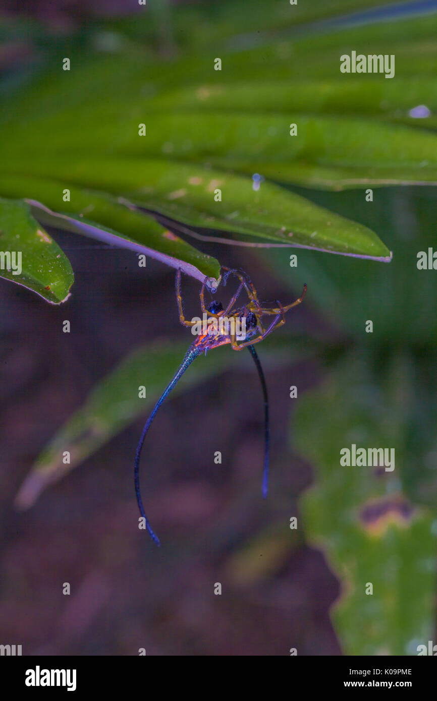 beautiful spider long horn Orb weaver on the leaf. Macracantha arcuata ...
