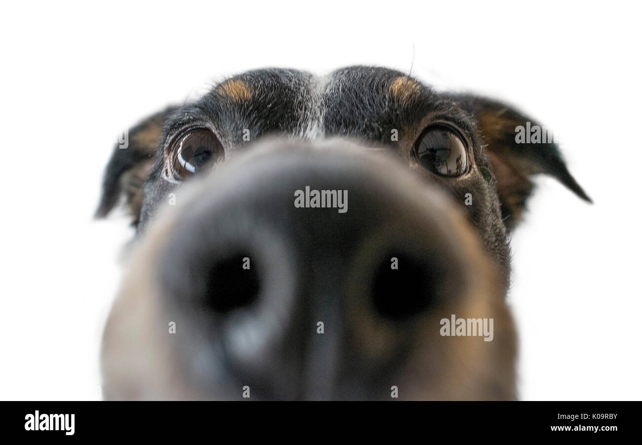 Dog ears up close High Resolution Stock Photography and Images - Alamy