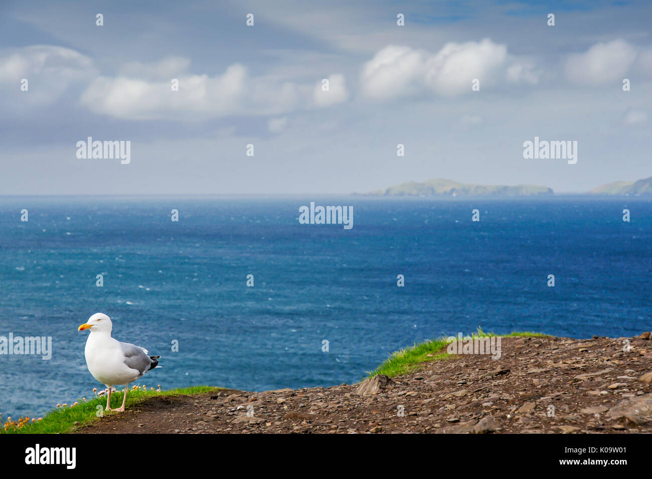 A seagull sits on a cliff top along the Irish coast Stock Photo - Alamy