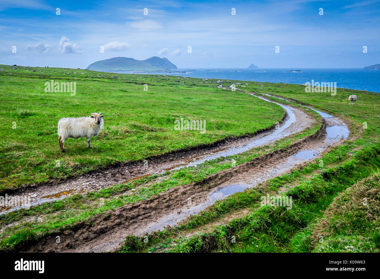 Sheep tracks hi-res stock photography and images - Alamy