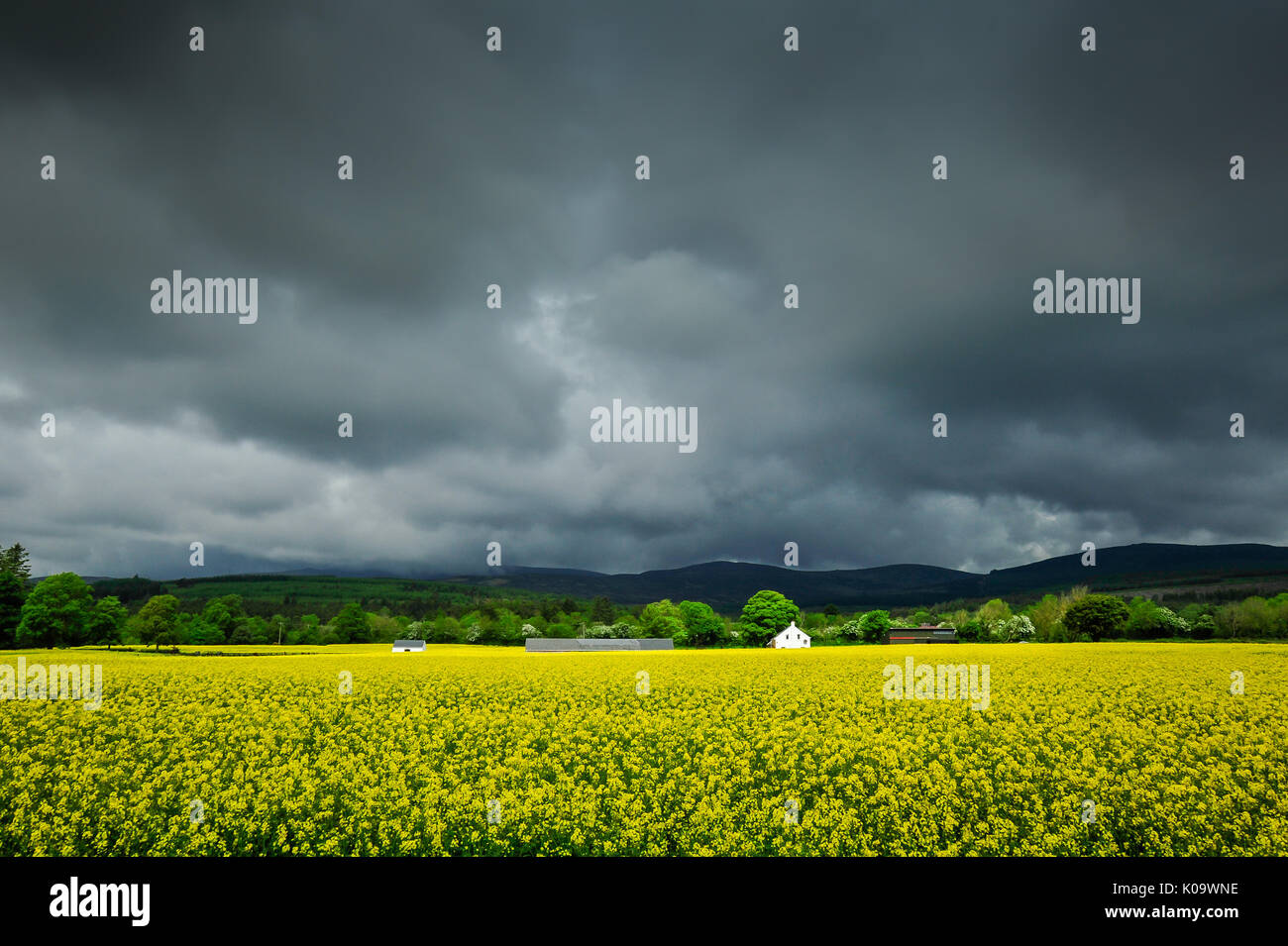 Dark storm clouds over a farmhouse set in a field of mustard flowers ...