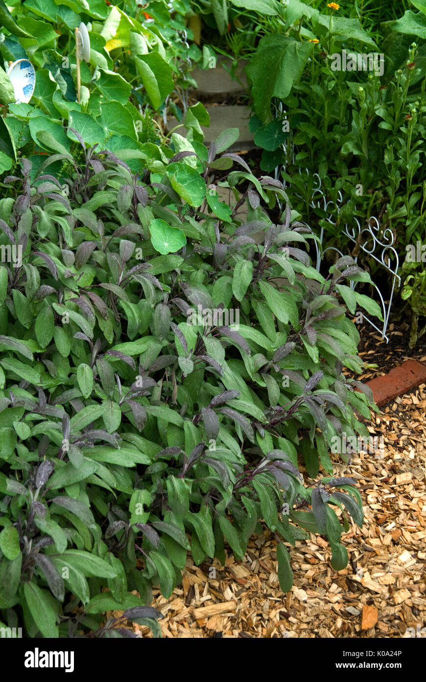 Salvia officinalis 'Purpurascens' 'Purple Sage' Stock Photo - Alamy