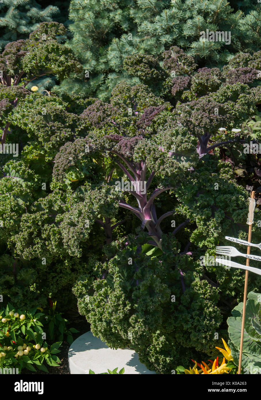 Curly kale redbor hi-res stock photography and images - Alamy