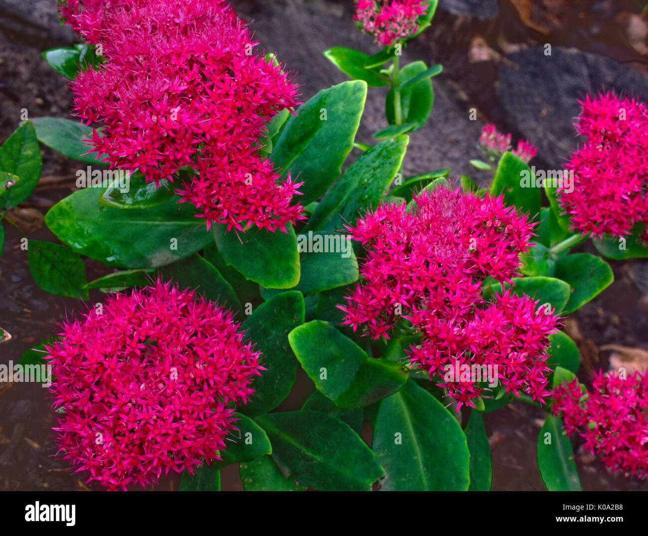 Sedum neon hi-res stock photography and images - Alamy