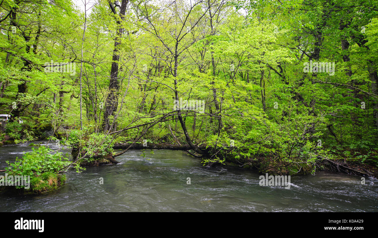 A river at the Oirase Gorge in Aomori, northern Japan. Oirase is one of ...