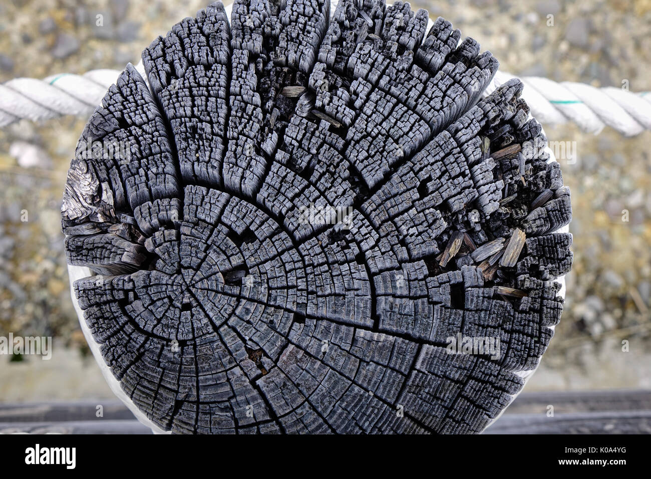 Wood circle texture slice. Close-up of old tree with nature background ...