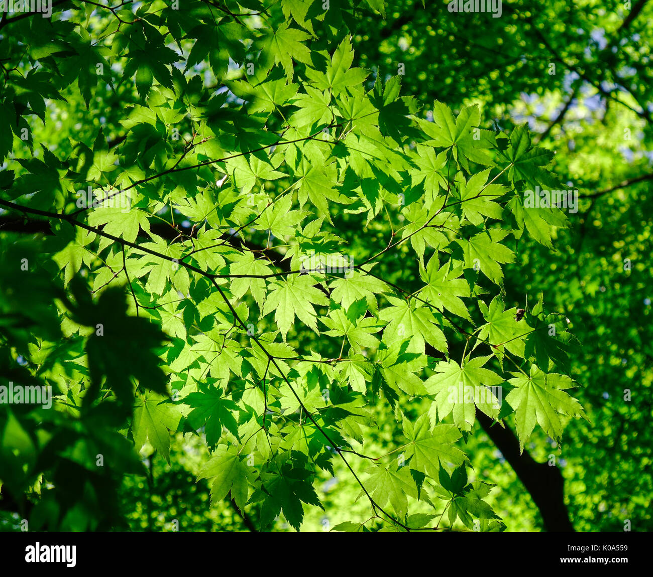 Maple Trees In Summer
