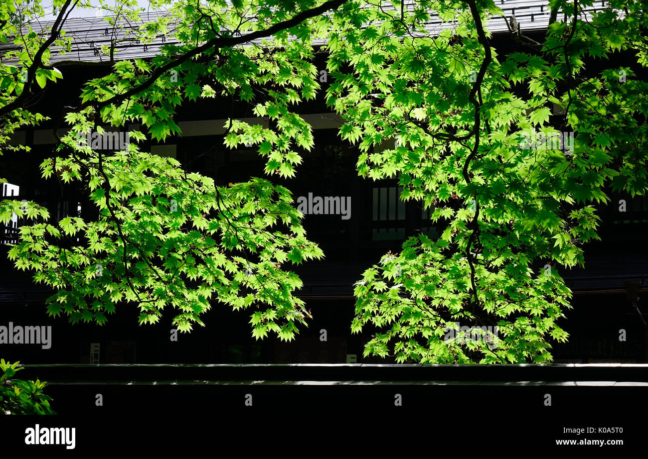 Green maple trees under sun light with wooden house background in ...