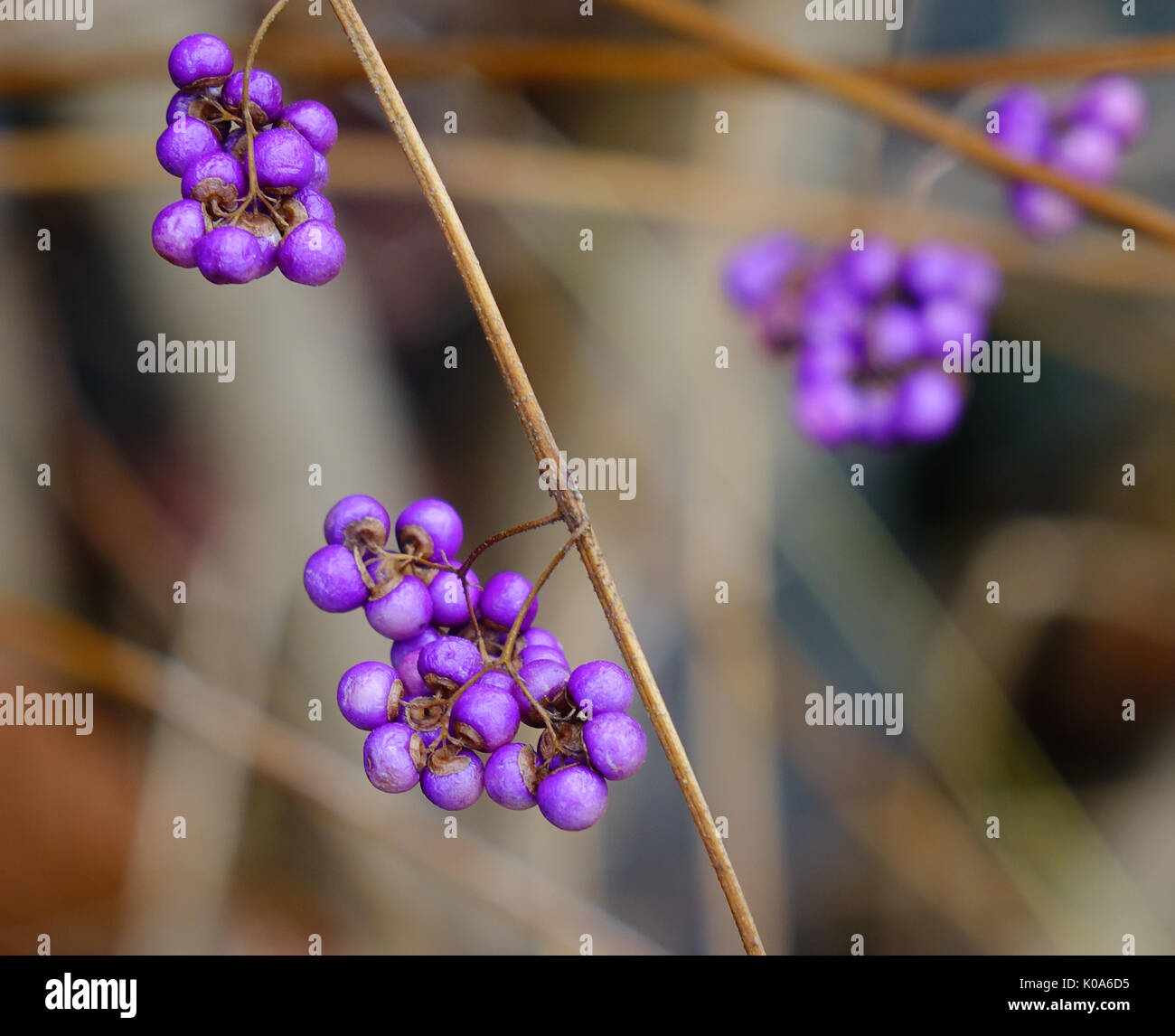 Callicarpa pedunculata hi-res stock photography and images - Alamy