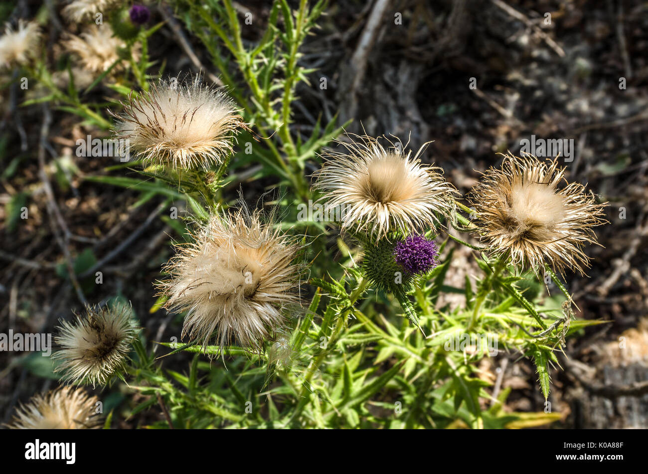 Thistle stages hi-res stock photography and images - Alamy