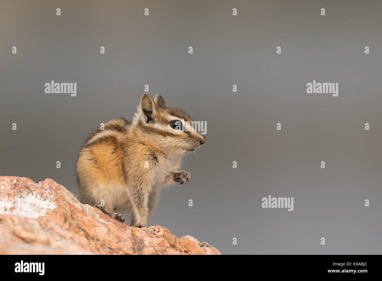Chipmunk pose hi-res stock photography and images - Alamy