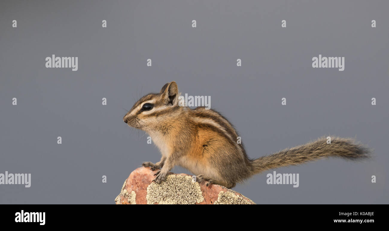 A chipmunk with a long tail is sitting on a rock Stock Photo - Alamy