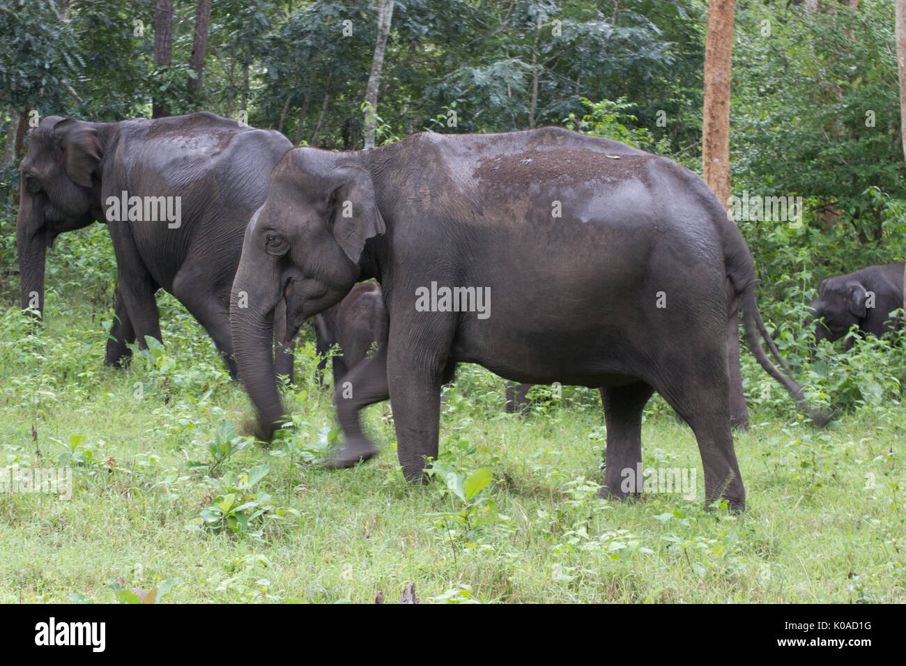 Indian elephant (Elephas maximus indicus Stock Photo - Alamy