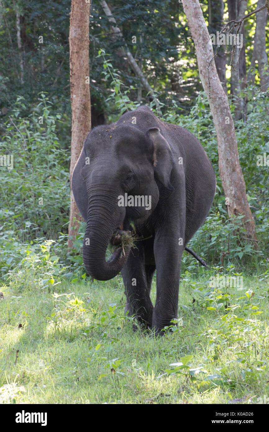 Indian elephant with tusks elephas maximus hi-res stock photography and ...