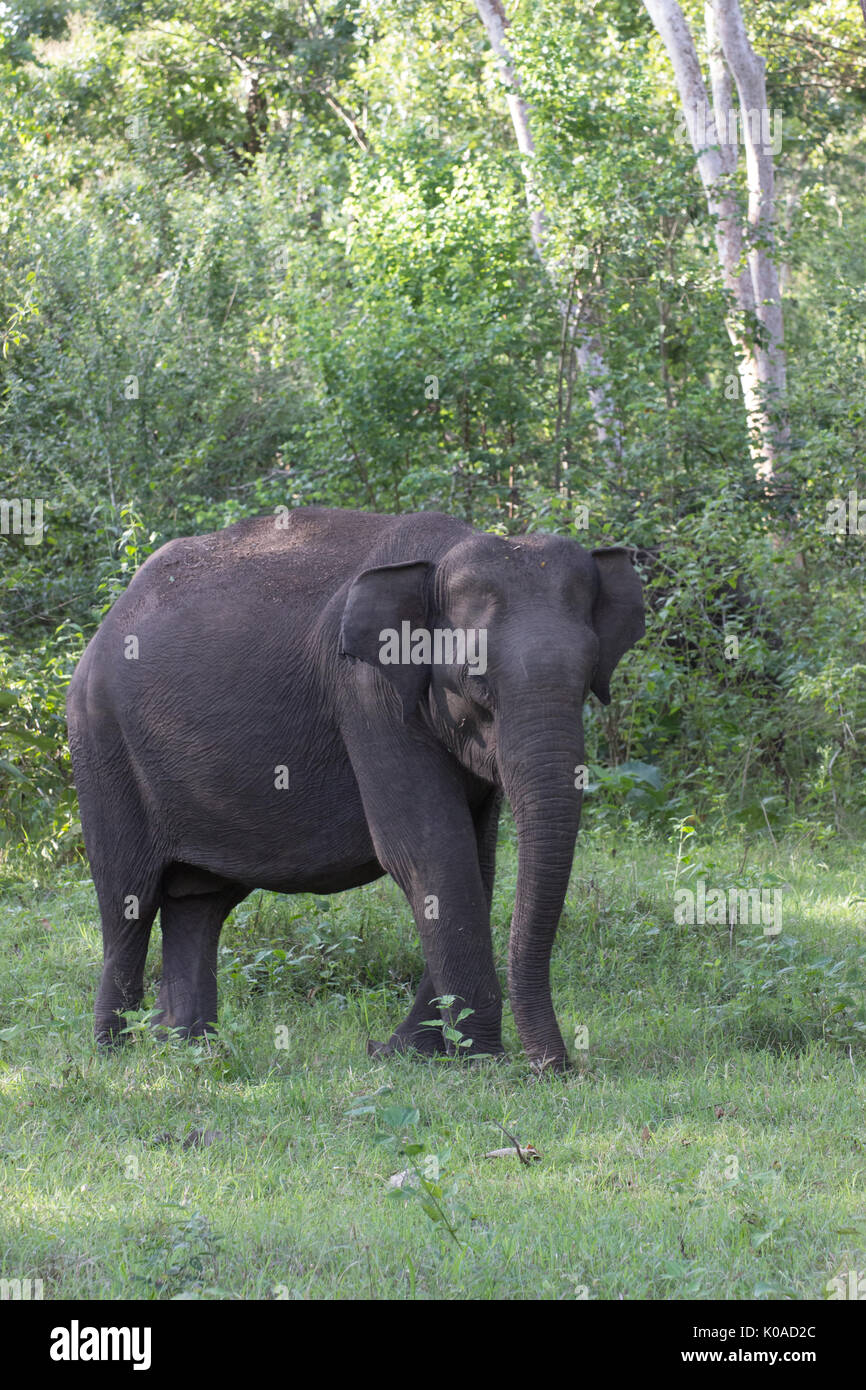 Indian elephant with tusks elephas maximus hi-res stock photography and ...
