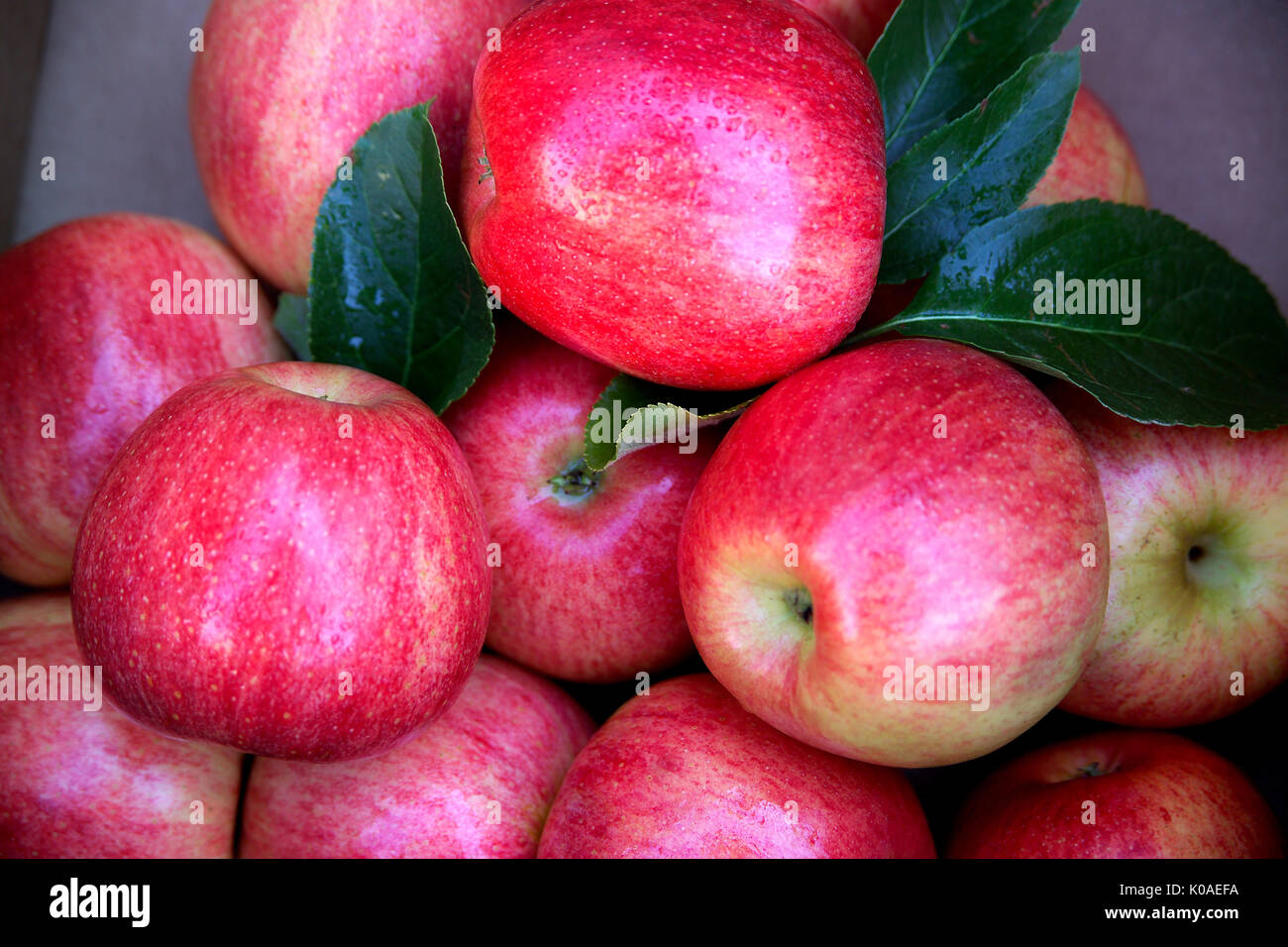 Large gala hi-res stock photography and images - Alamy