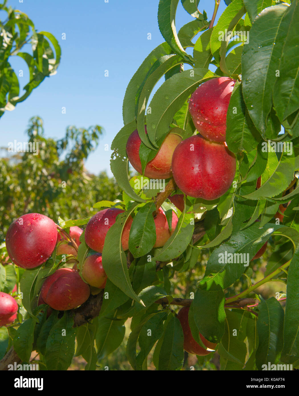 nectarine tree branch Stock Photo - Alamy