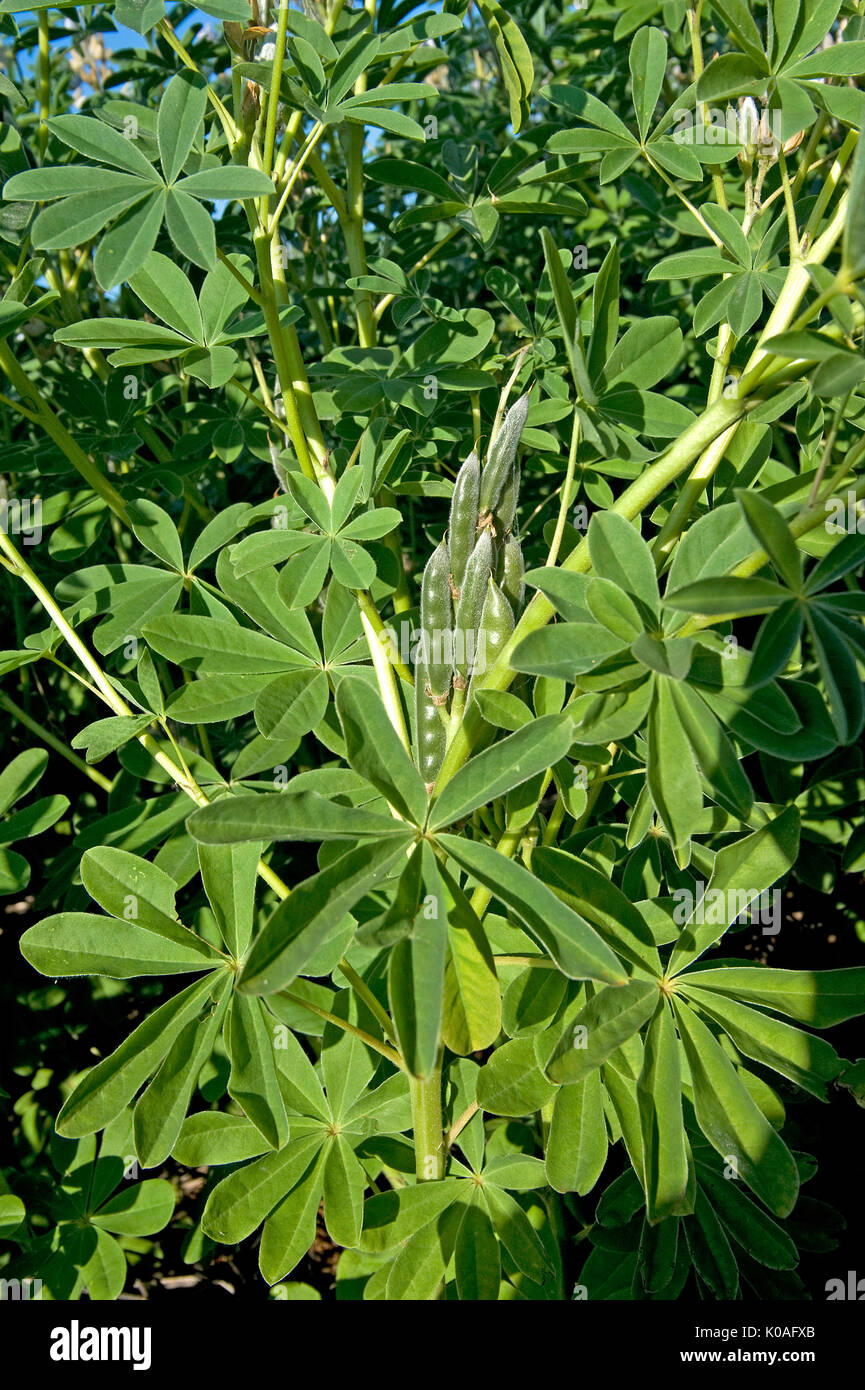 Field of lupins lupinus hi-res stock photography and images - Alamy
