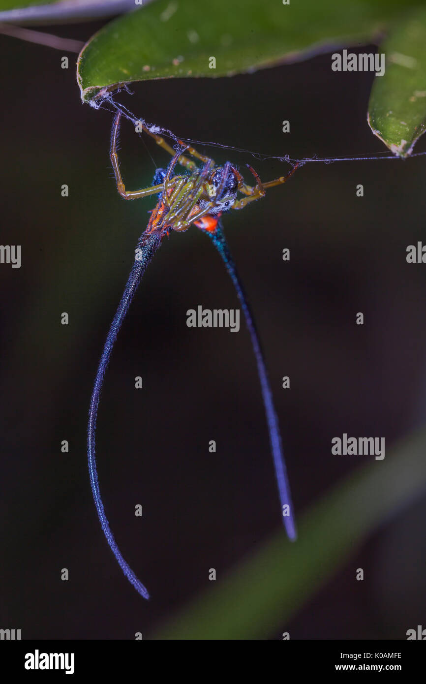 beautiful spider long horn Orb weaver on the leaf. Macracantha arcuata ...