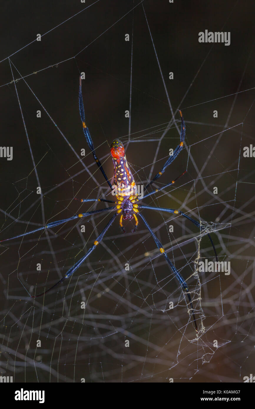 beautiful spider long horn Orb weaver on the leaf. Macracantha arcuata ...