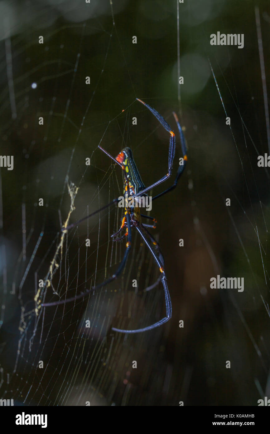 beautiful spider long horn Orb weaver on the leaf. Macracantha arcuata ...