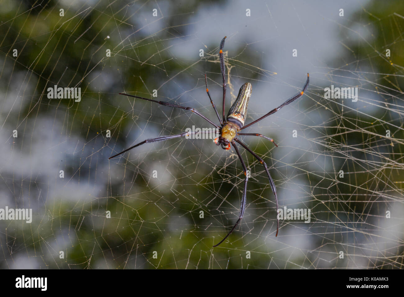 beautiful spider long horn Orb weaver on the leaf. Macracantha arcuata ...