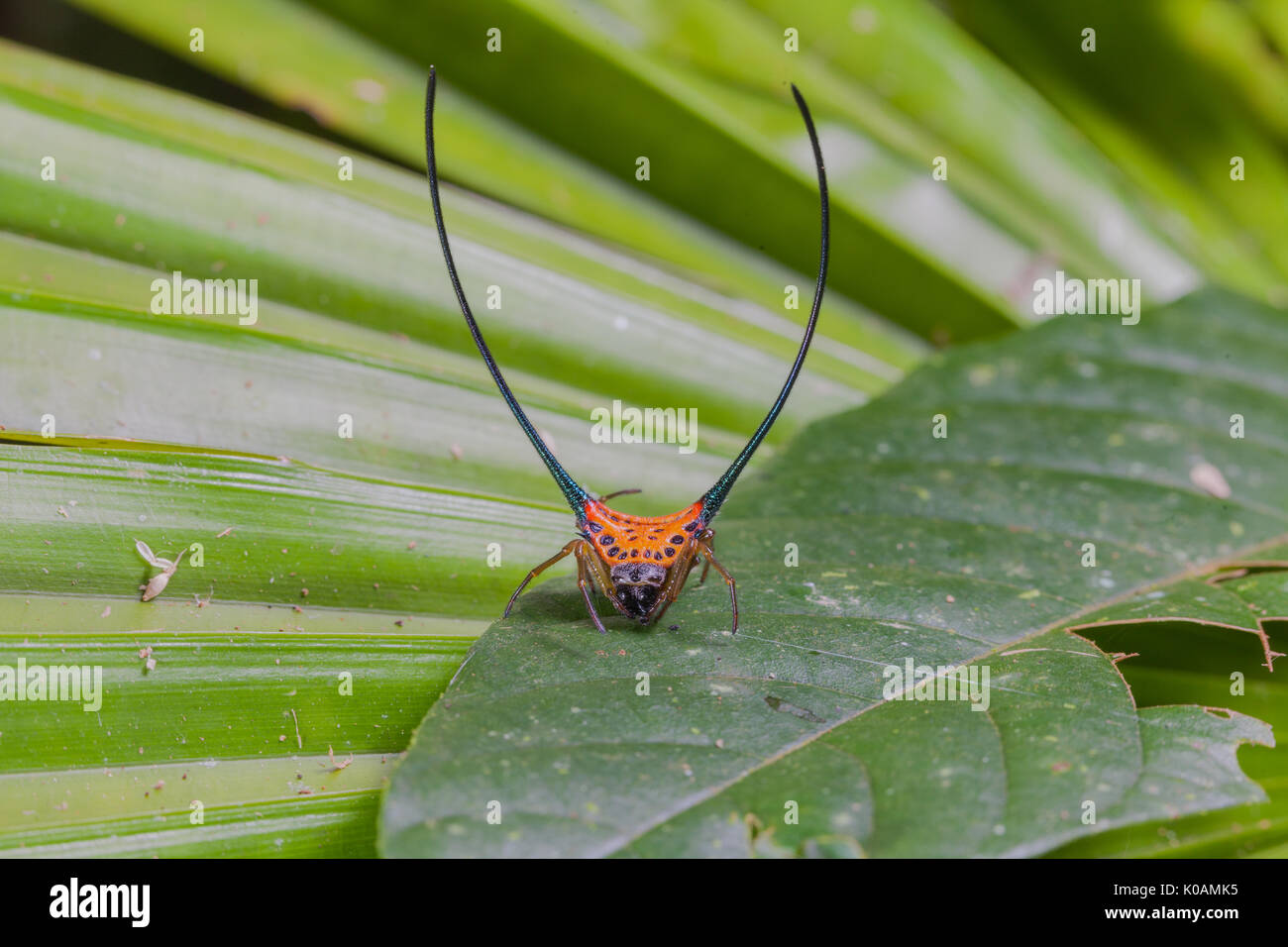 beautiful spider long horn Orb weaver on the leaf. Macracantha arcuata ...