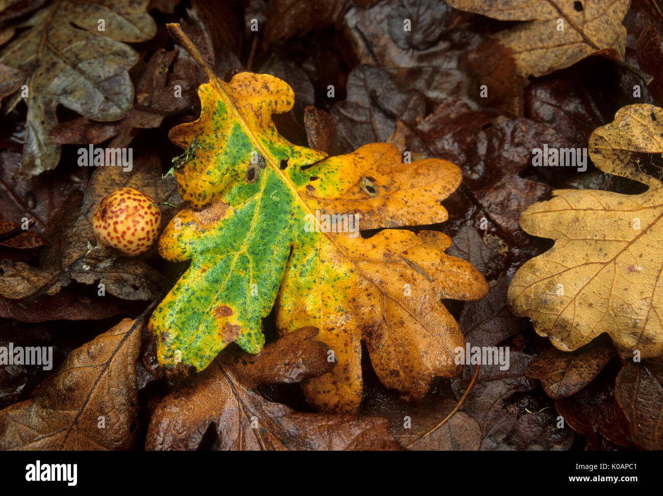 Oak leaf litter, Baskett Slough National Wildlife Refuge, Oregon Stock ...