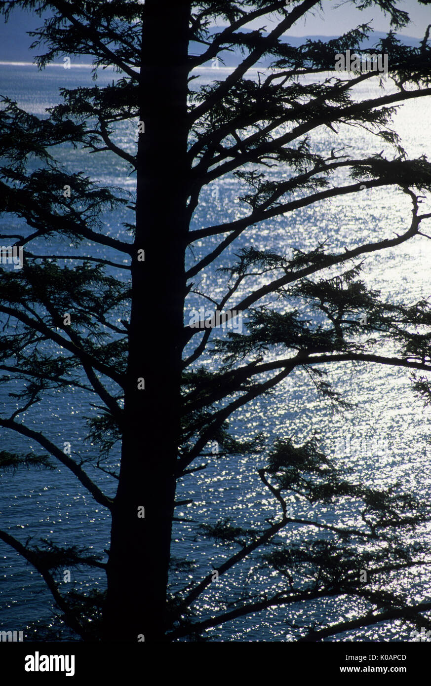 Coastal Sitka spruce (Picea sitchensis), Oswald West State Park, Oregon ...