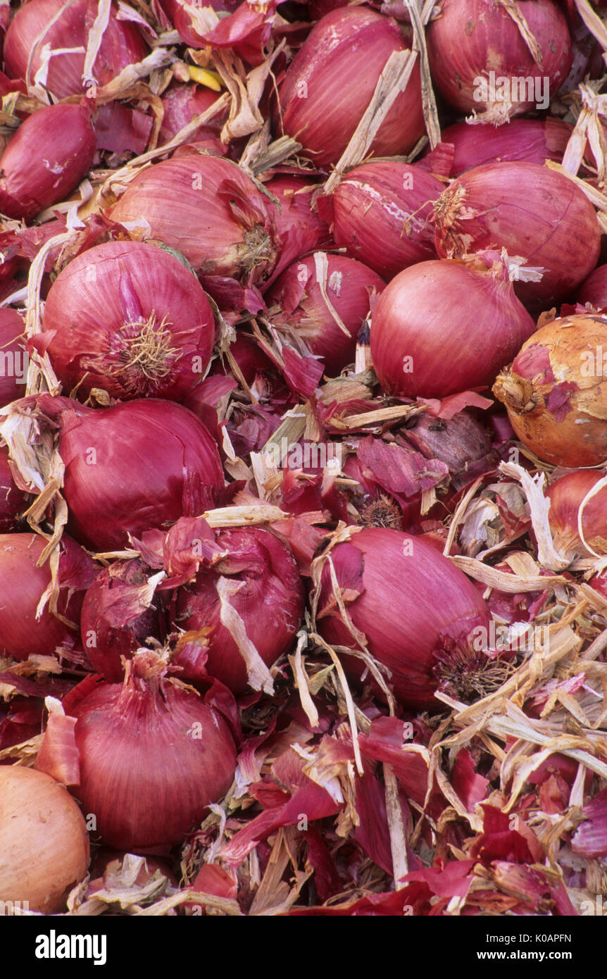 Onions at packing plant, Marion County, Oregon Stock Photo - Alamy