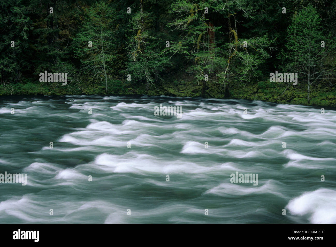 Clackamas Wild & Scenic River, Mt. Hood National Forest, Oregon Stock ...