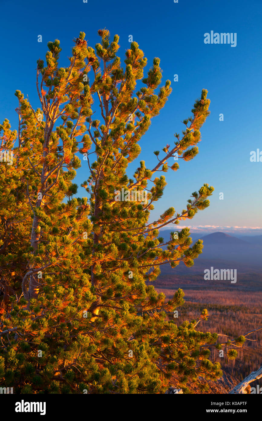 Whitebark pine along Tam McArthur Rim Trail, Three Sisters Wilderness ...