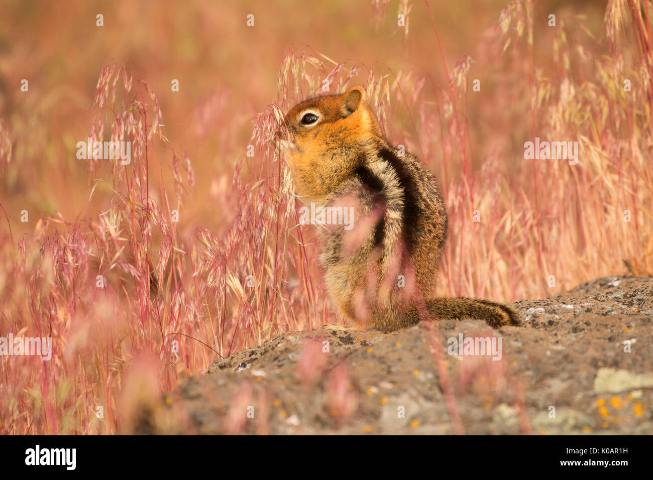 Golden-mantled ground squirrel (Spermophilus lateralis) at Cabin Lake ...