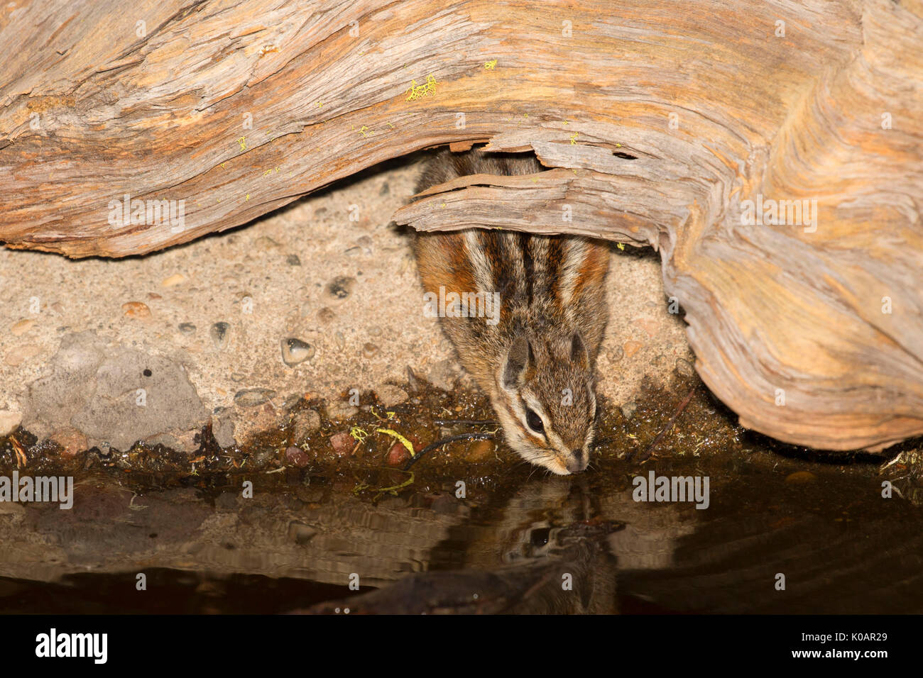 Bird Blind High Resolution Stock Photography and Images - Alamy
